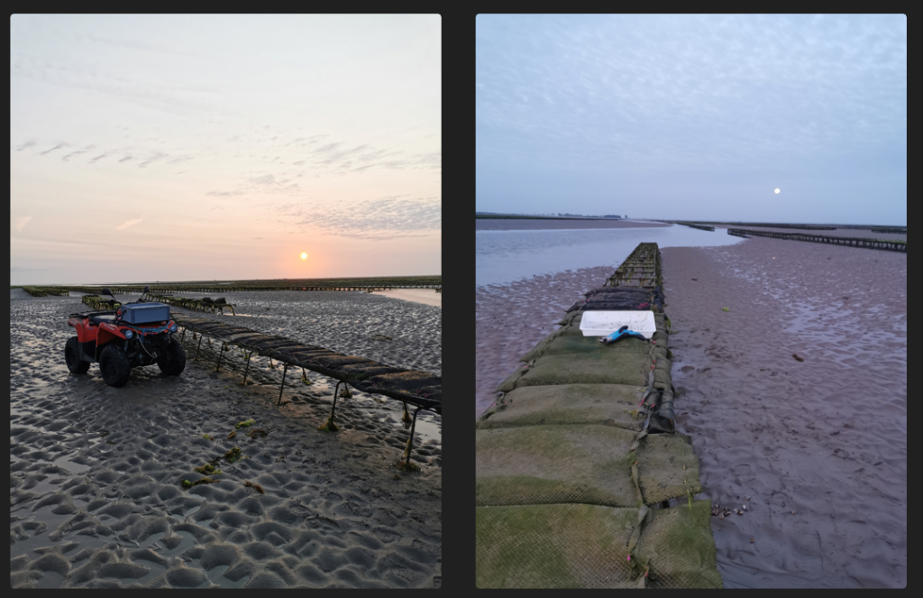 MORTALITE DES HUITRES EN NORMANDIE (SIPEN 2023). - SMEL